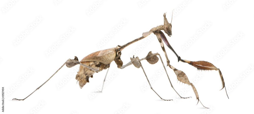 Wandering Violin Mantis