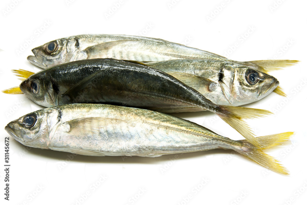 Horse Mackerel Fish