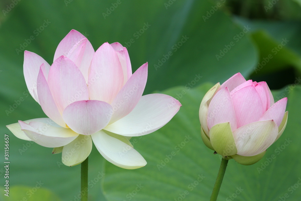 sacred lotus, symbol for buddhism Stock Photo | Adobe Stock