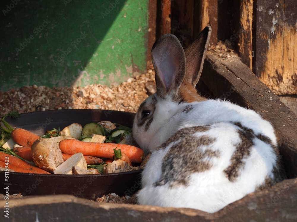Stallhase beim fressen Stock Photo | Adobe Stock