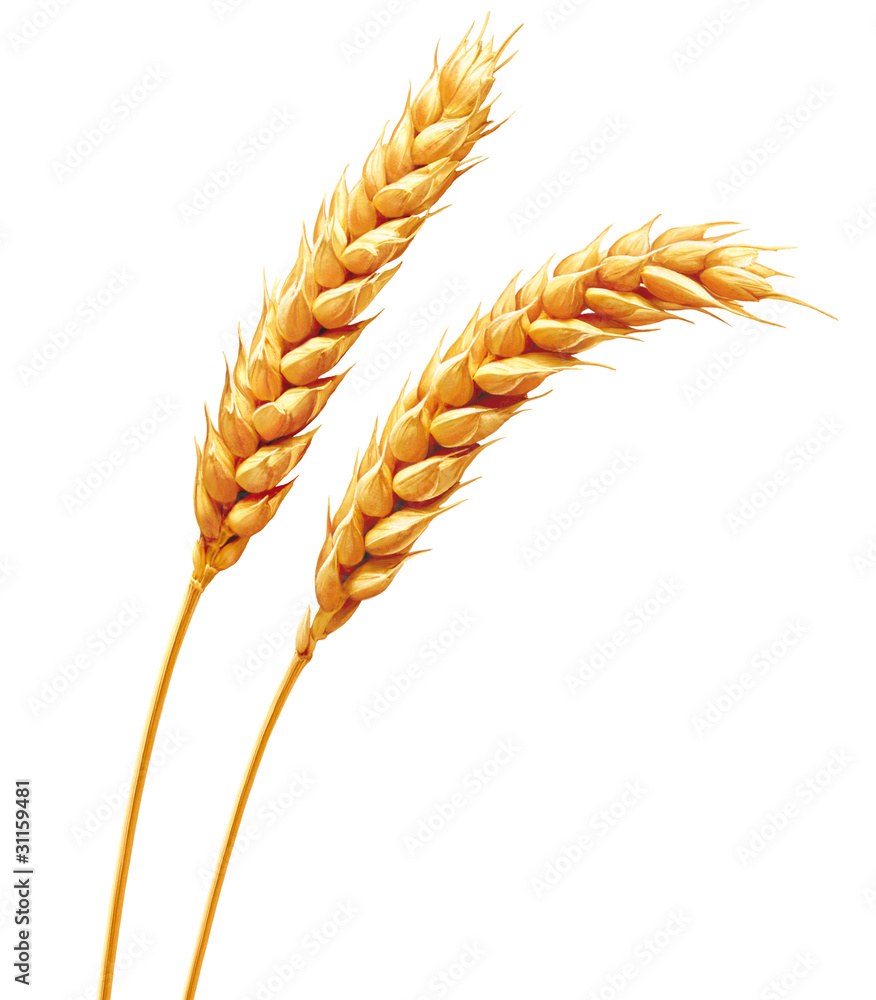 Weizen Stock-Illustration | Adobe Stock