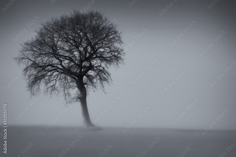 arbre solitaire Stock Photo | Adobe Stock
