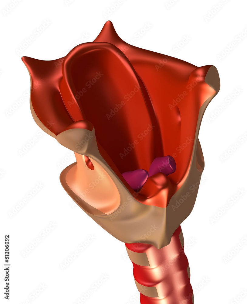 Larynx with trachea and vocal cords. Isolated on white Stock ...