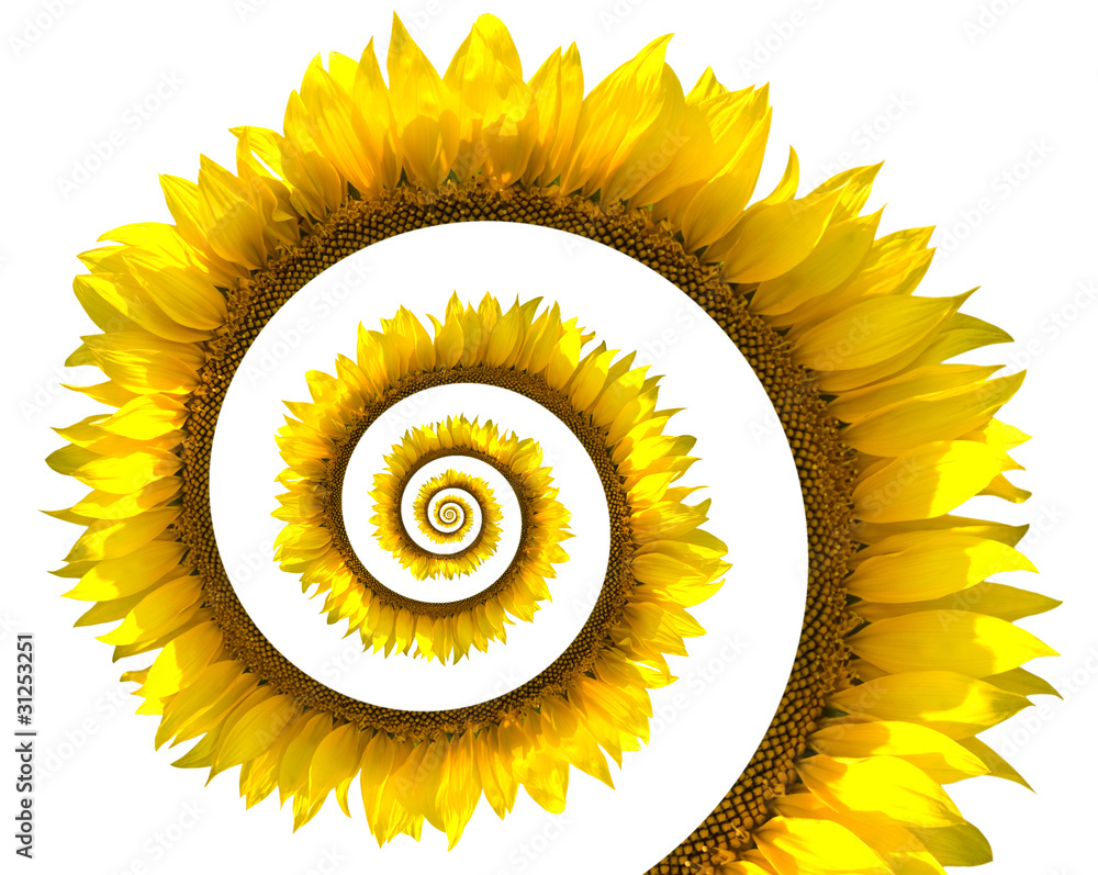 Sunflower spiral Stock Illustration | Adobe Stock