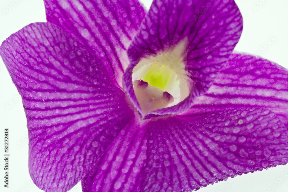 vanda, orchidée tropicale Stock Photo | Adobe Stock