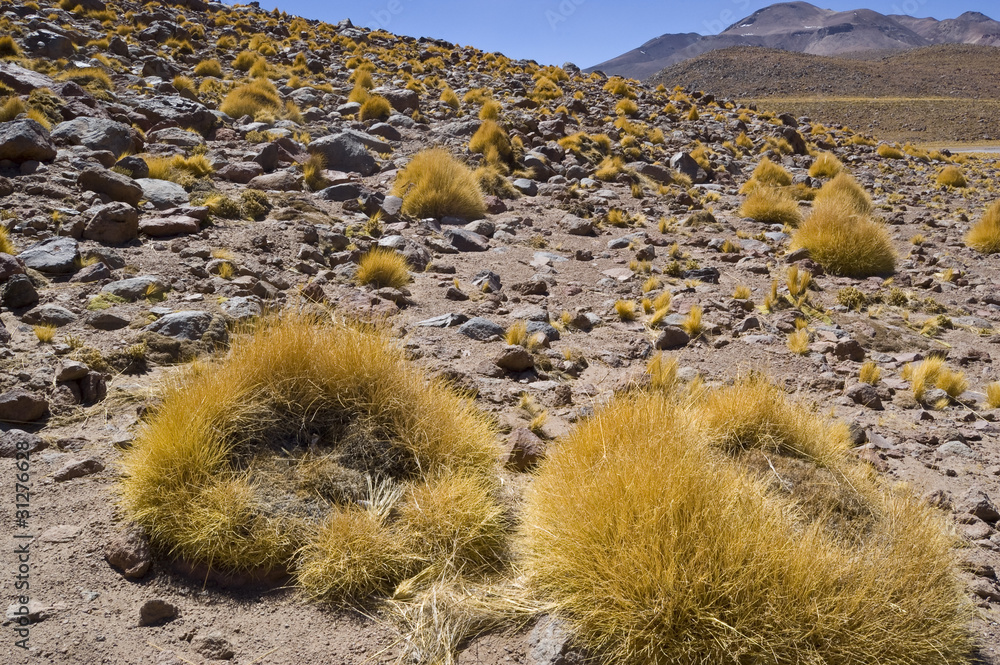 Pajonal en el altiplano andino, Chile foto de Stock | Adobe Stock