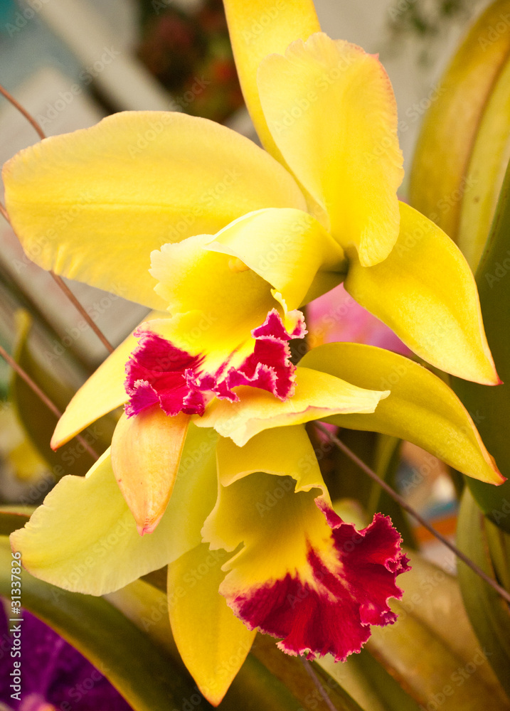 orchidée jaune Stock Photo | Adobe Stock
