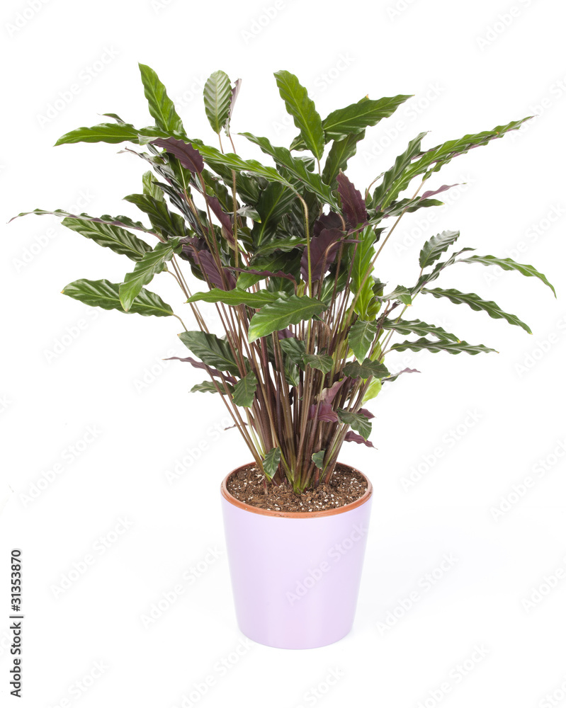 calathea dans pot deco violet Stock Photo | Adobe Stock