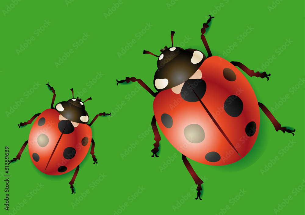 Marienkäfer mit Nachwuchs Stock-Vektorgrafik | Adobe Stock