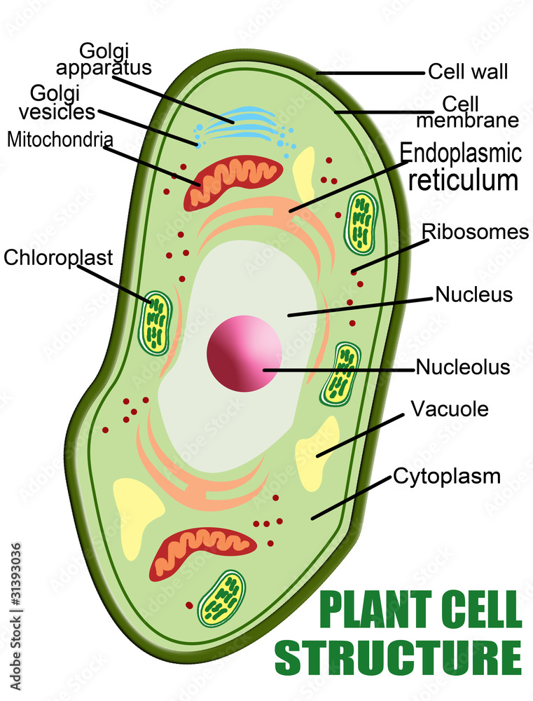Plant cell structure Stock Vector | Adobe Stock