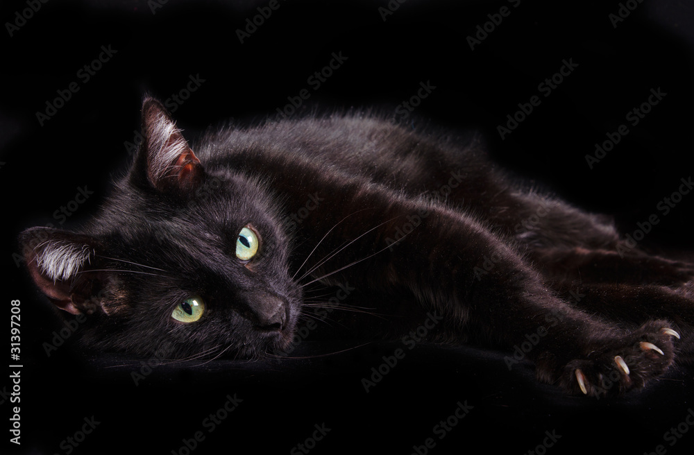 Black cat showing it's claws lying on black background Stock Photo ...