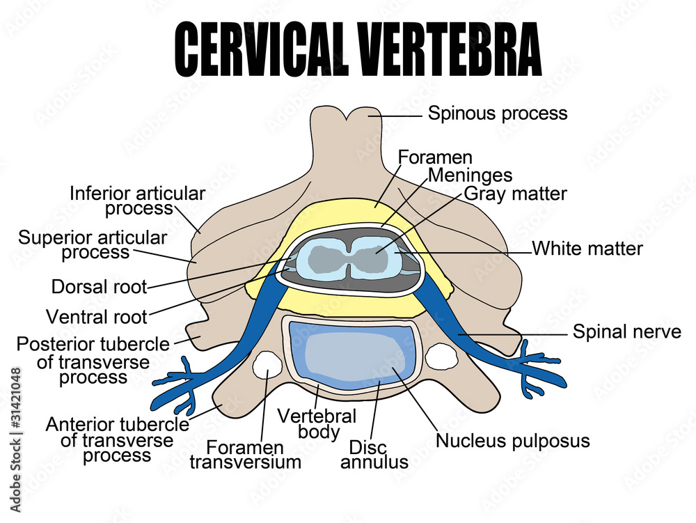 Cervical vertebra Vektor Stok | Adobe Stock