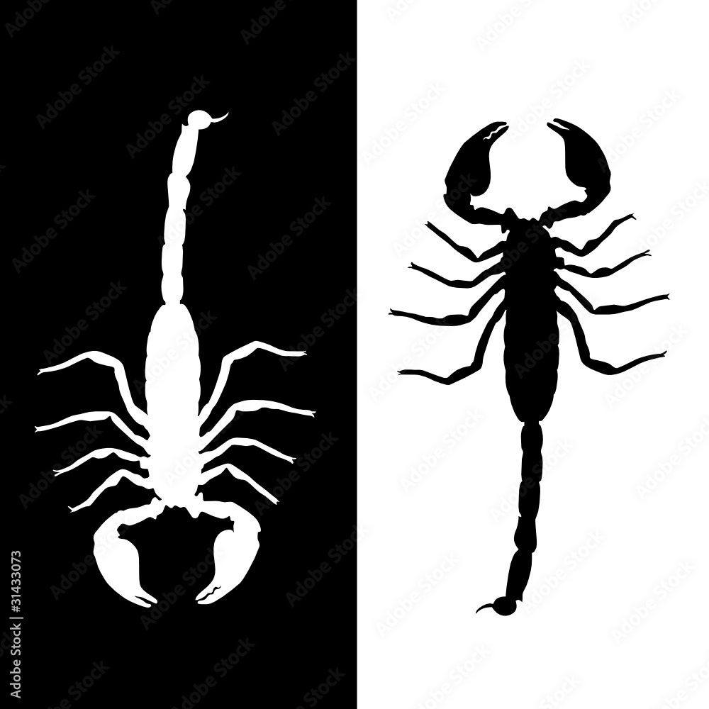 scorpion vector Stock Vector | Adobe Stock