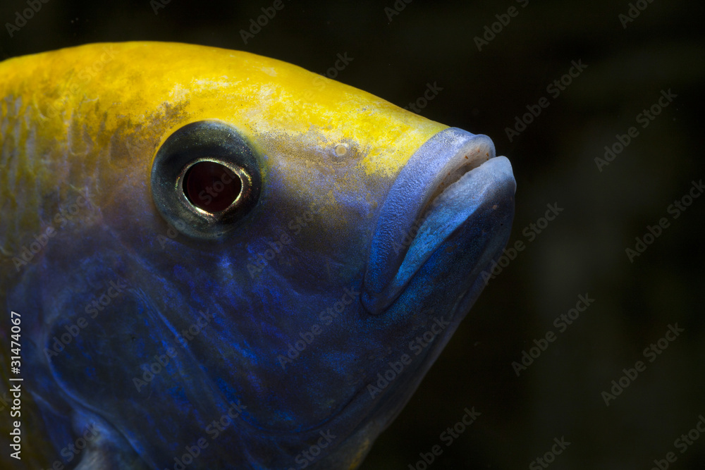 Male Nimbochromis Venustus