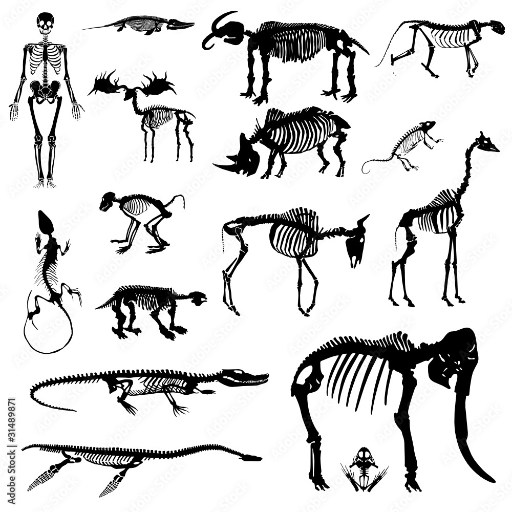 skeleton collection vector Stock Vector | Adobe Stock