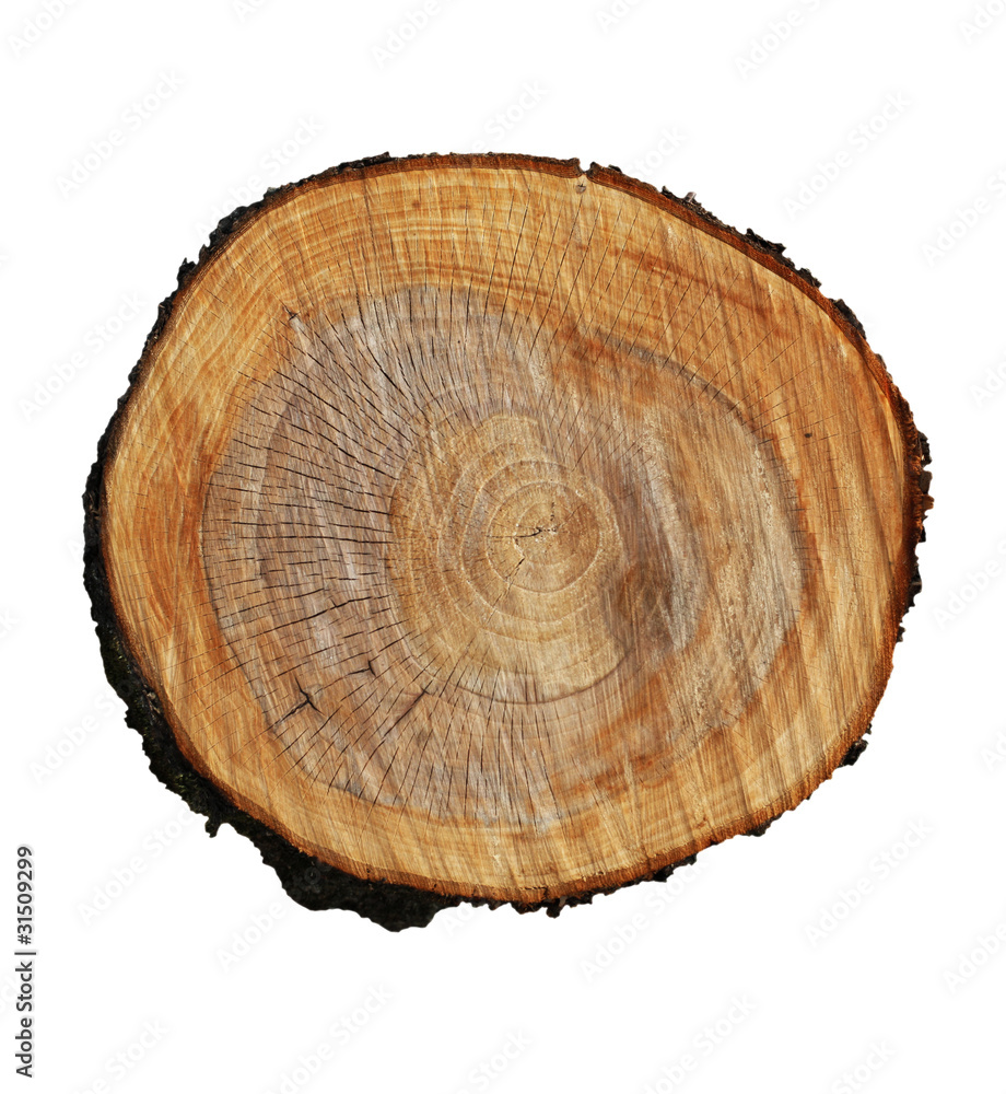 tree stump Stock Photo | Adobe Stock