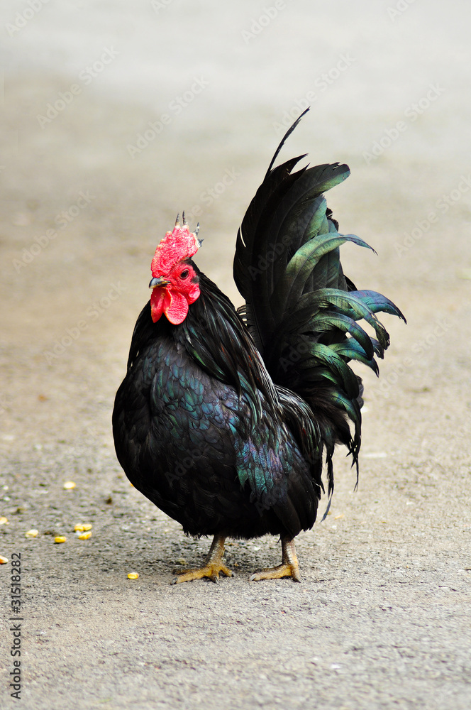 Rooster Stock Photo | Adobe Stock