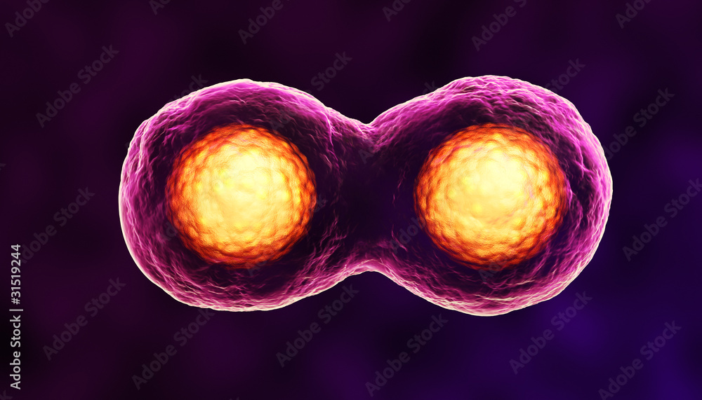 Dividing cells Stock Illustration | Adobe Stock