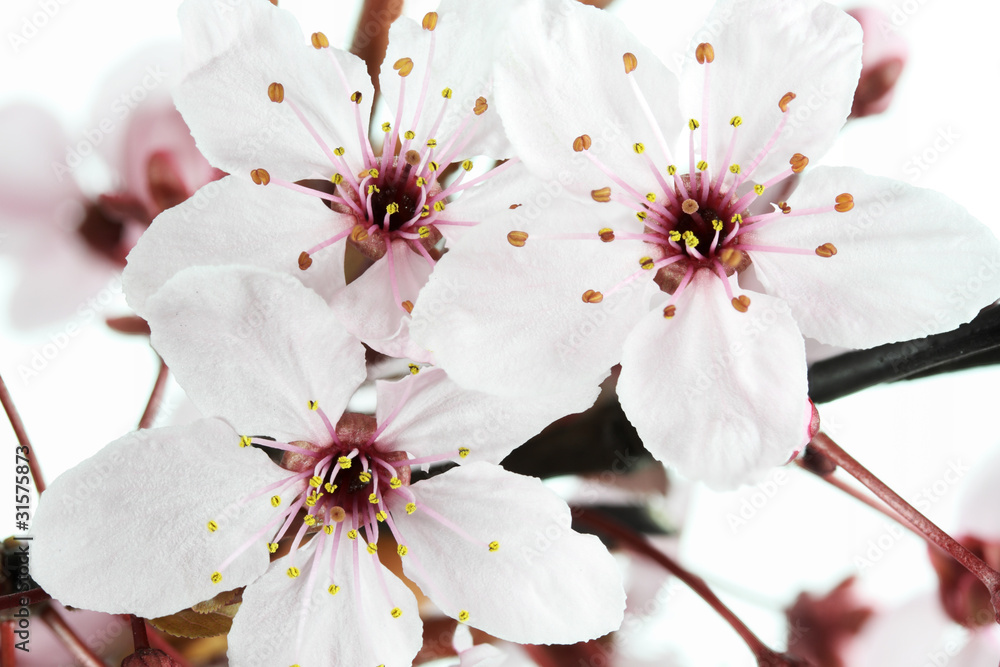 Blüten einer Blutpflaume (Prunus cerasifera Nigra) Stock Photo | Adobe ...