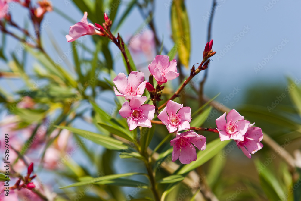 Oleander Stock Photo | Adobe Stock