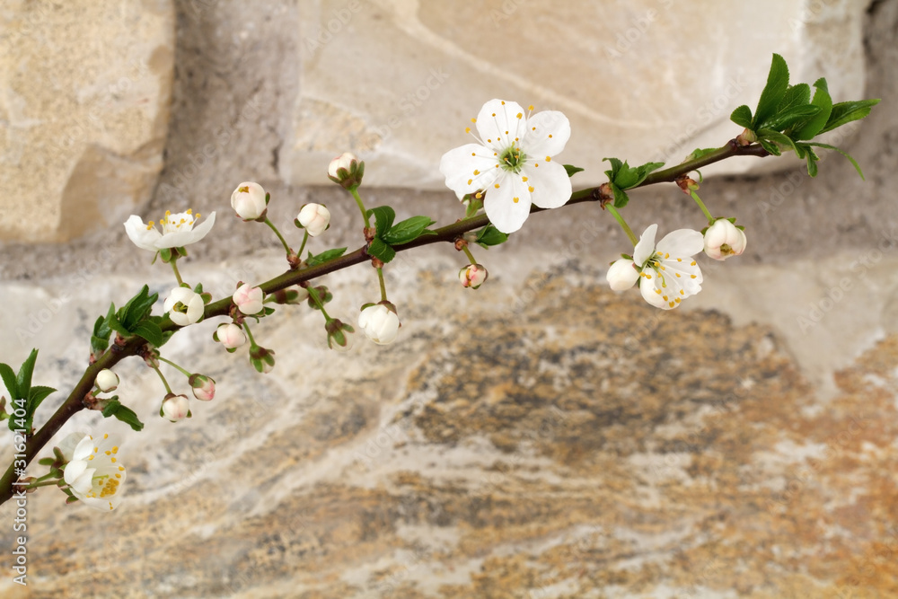 Blüte einer Kirschpflaume (Prunus cerasifera) Stock-Foto | Adobe Stock