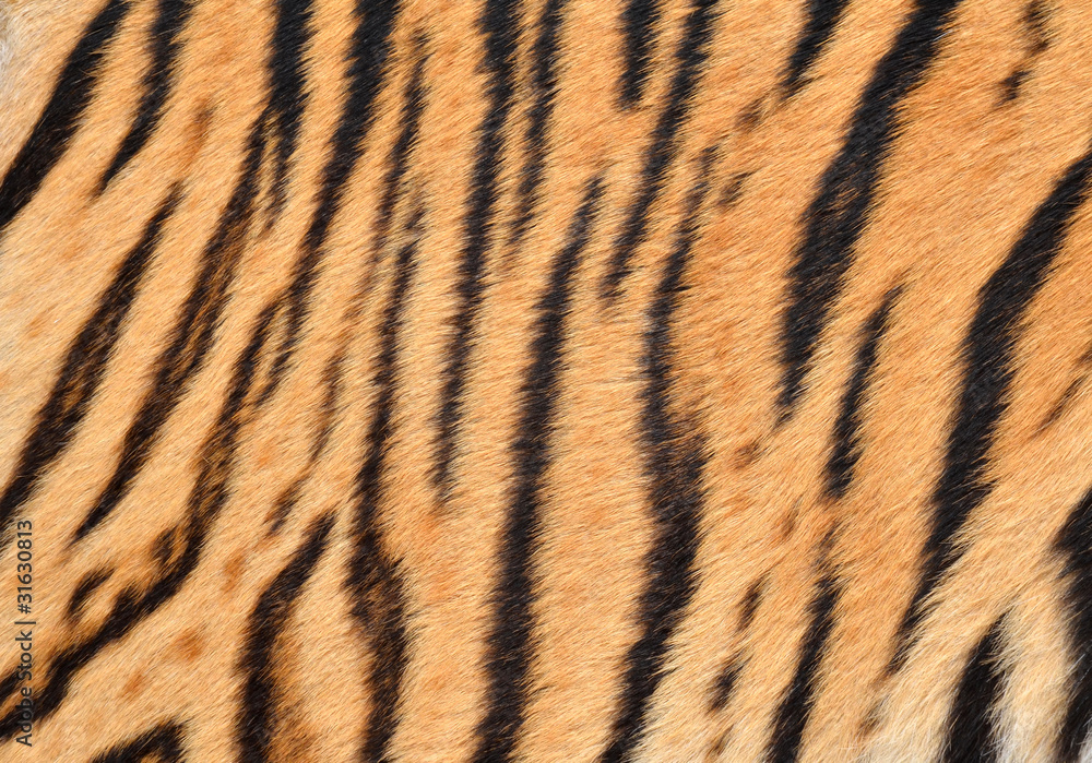 tiger skin Stock Photo | Adobe Stock