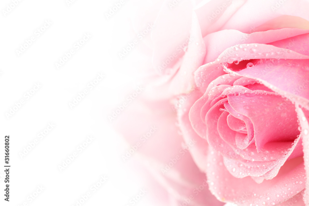 pink rose Stock Photo | Adobe Stock