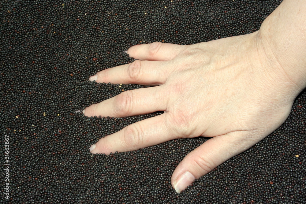 Ergotherapie mit Rapssamen Stock-Foto | Adobe Stock