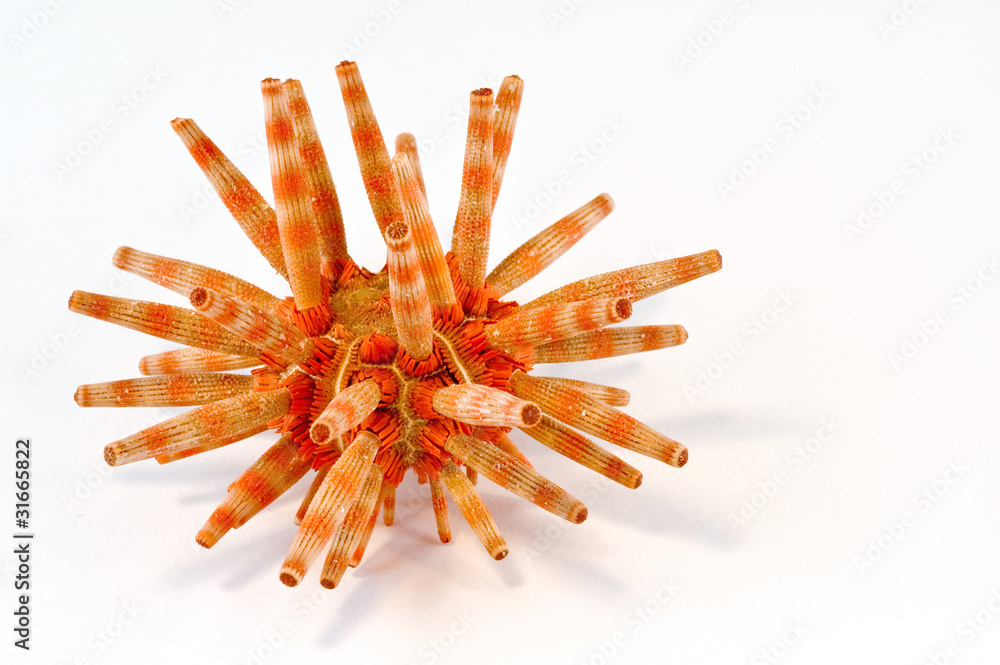 Spiny Orange Sea Urchin Stock Photo | Adobe Stock