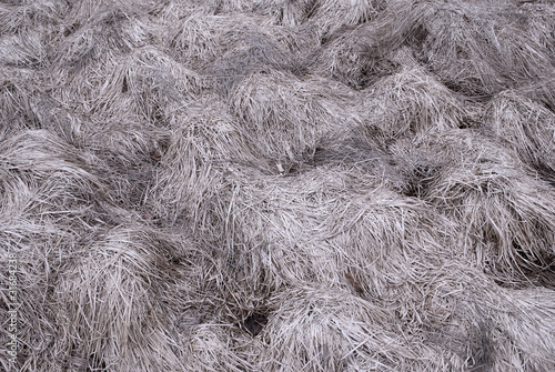 grass texture #31684238 - Fototapety Malarstwo i Szkic - Fototapety