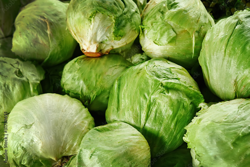 Lechuga Batavia foto de Stock | Adobe Stock