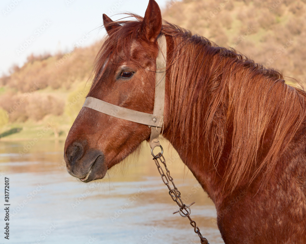 horse Stock Photo | Adobe Stock