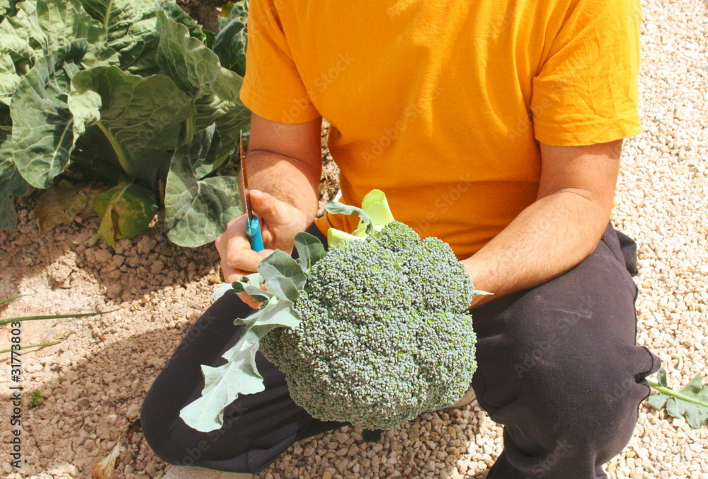 cosecha de brocoli foto de Stock | Adobe Stock