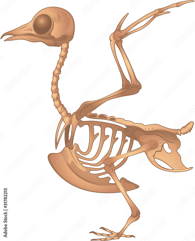 skeletal system of bird Stock Vector | Adobe Stock