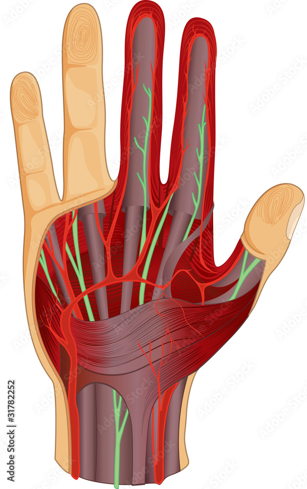 circulatory system in hand Stock Vector | Adobe Stock