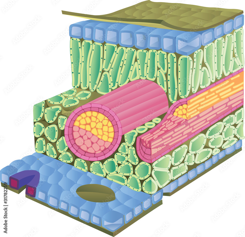 Leaf Cross Section Unlabeled
