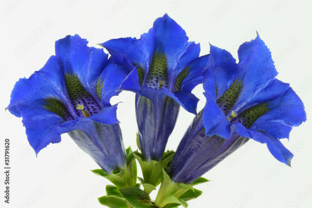 Enzian Stock-Foto | Adobe Stock