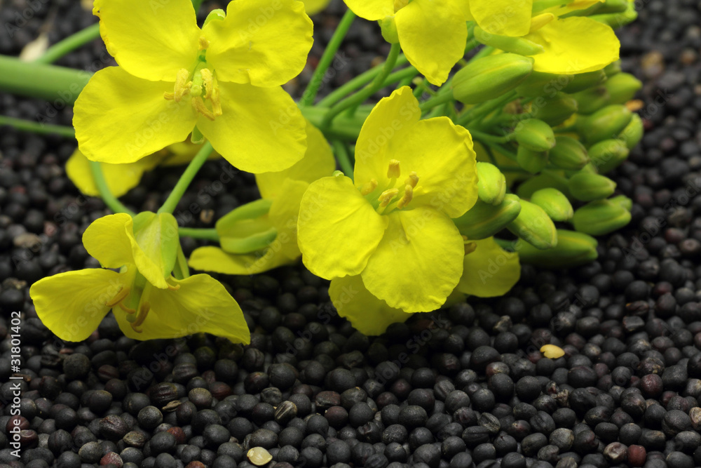 rapsblüten mit rapssamen Stock-Foto | Adobe Stock