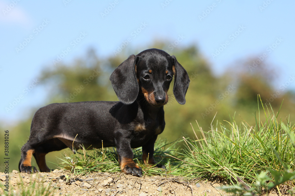 teckel à poil ras de profil Stock Photo | Adobe Stock