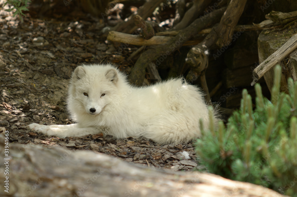 junger schneefuchs 2 Stock-Foto | Adobe Stock