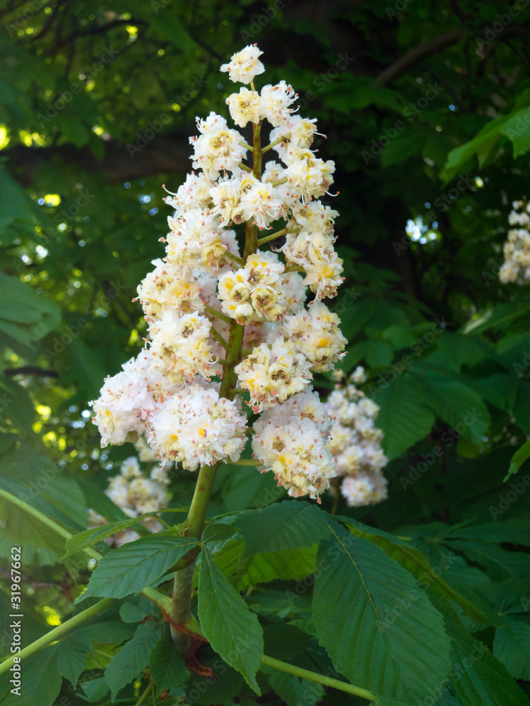 Kastanienbaum Blüte Stock-Foto | Adobe Stock