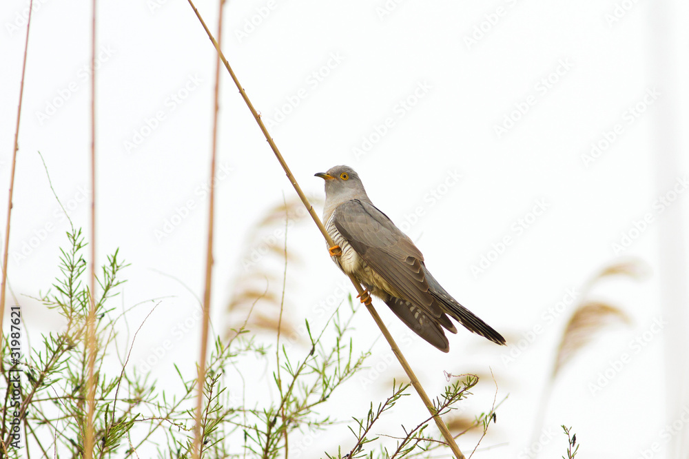 common cuckoo / Cuculus canorus Stock Photo | Adobe Stock