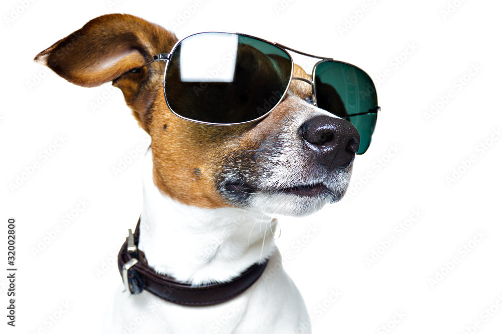 DOG with SHADES Stock Photo | Adobe Stock