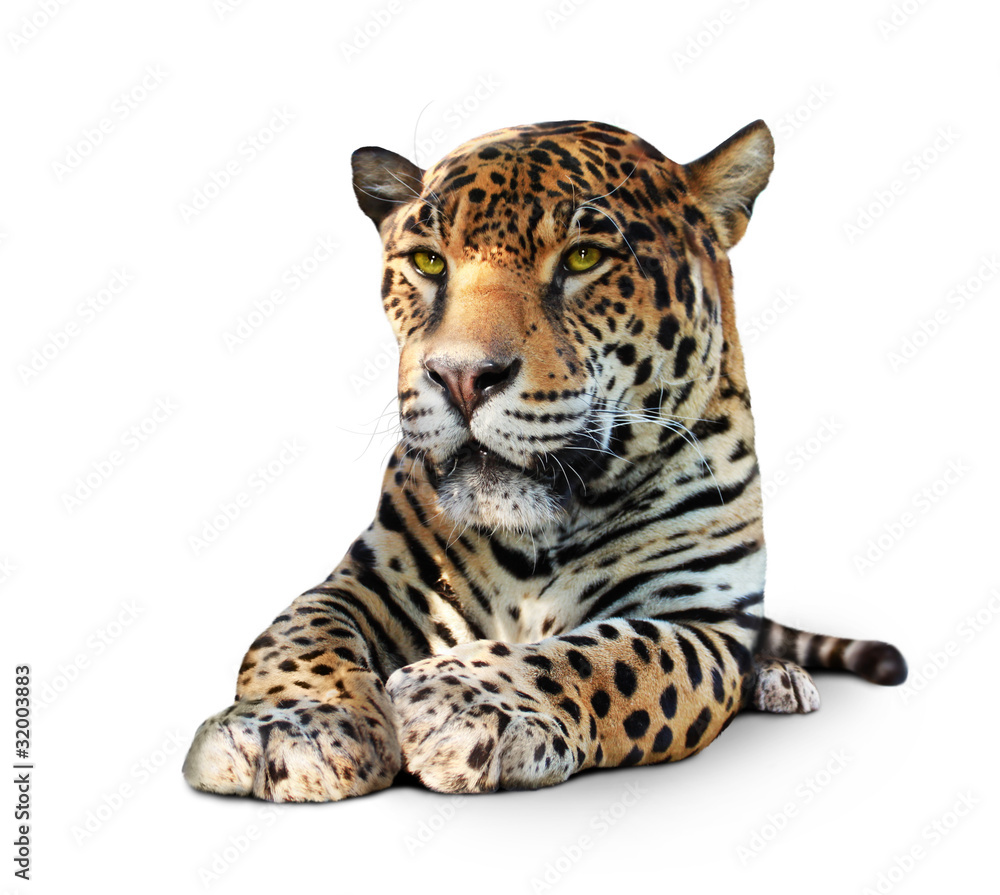 Foto de Jaguar, Panther, front view, isolated on white, shadow do Stock ...