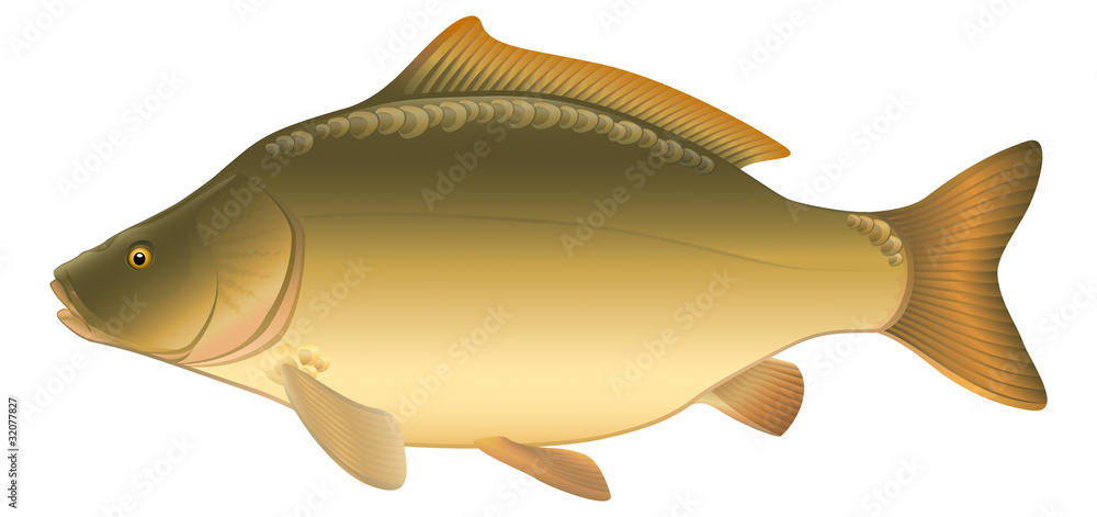 Leather Carp (Cyprinus carpio) "Full compatible gradients." Stock ...