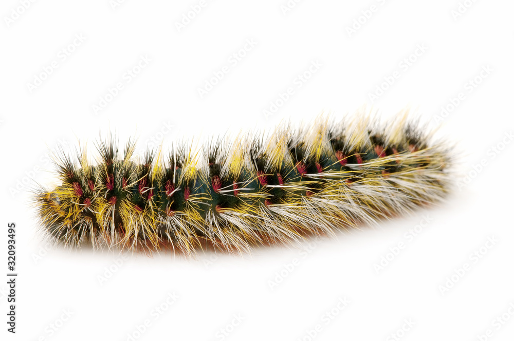 caterpillar on white background Stock Photo | Adobe Stock