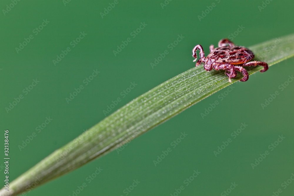 Tick on grass Stock Photo | Adobe Stock