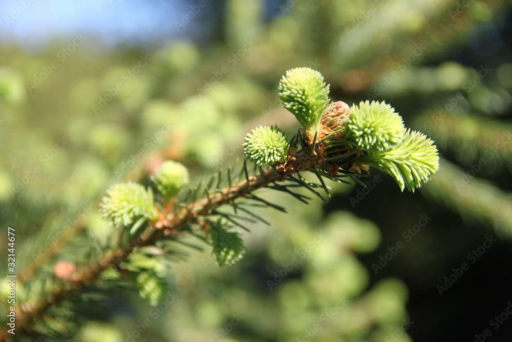 Picea Stock Photo | Adobe Stock