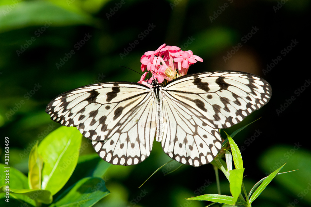 Butterfly cross section Stock Photo | Adobe Stock