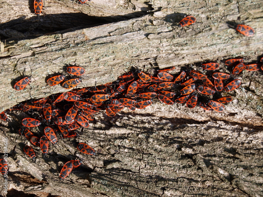 Red bugs on the bark of old tree Stock Photo | Adobe Stock